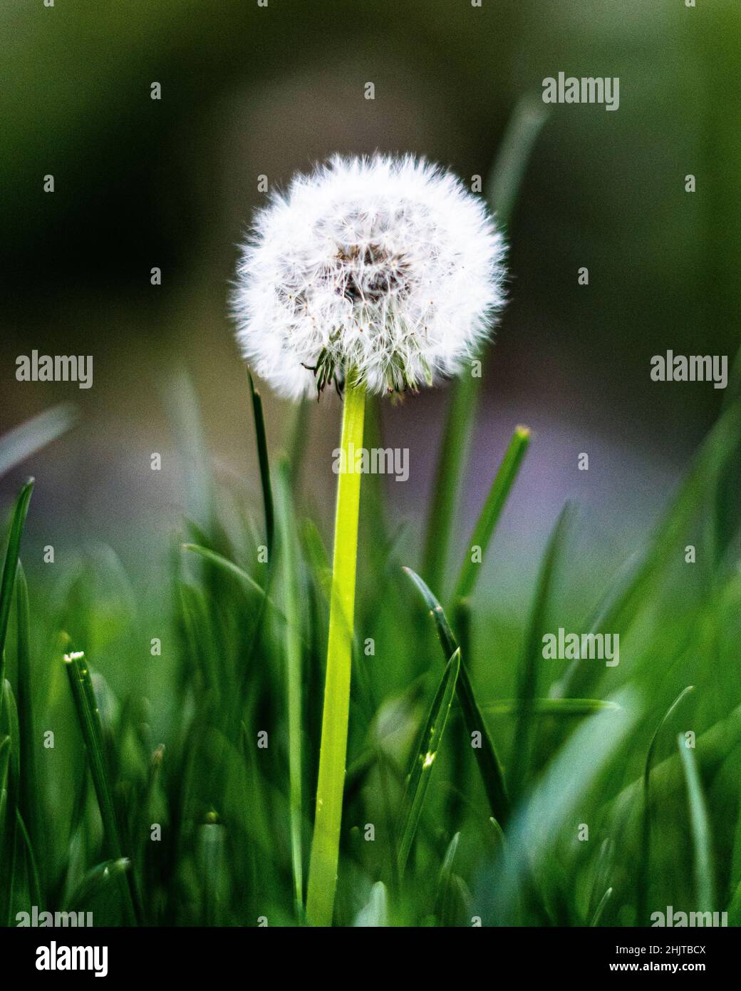 Vertical shot of a pure dandelion against the blurry background of the ...
