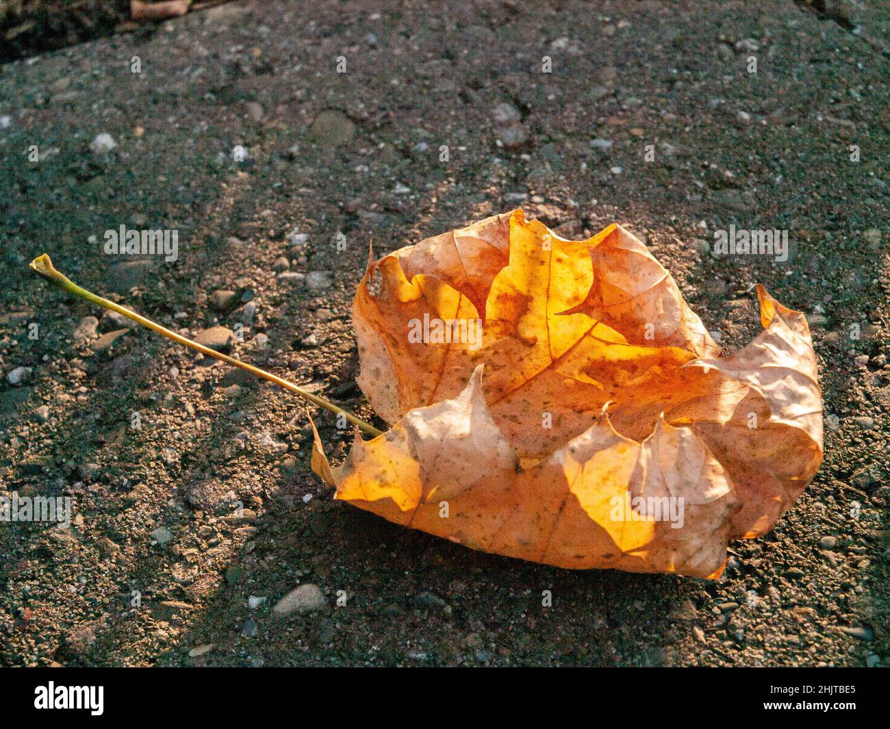 Single relief leaf hi-res stock photography and images - Alamy