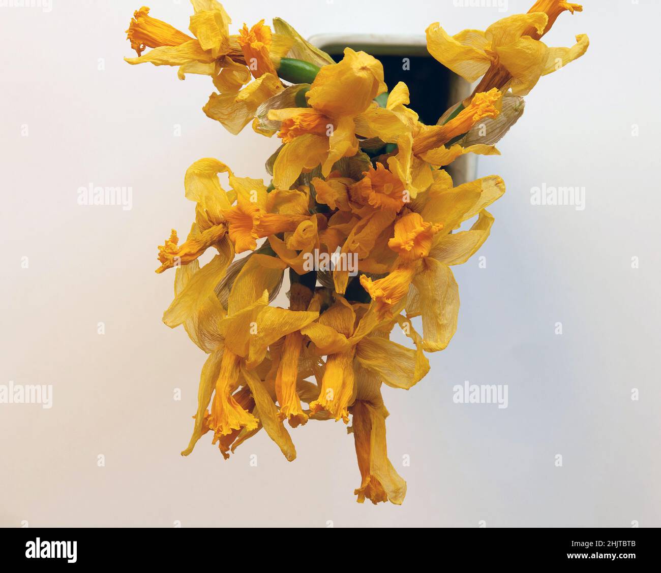 Bunch of withering daffodils in a vase seen from above on a white ...