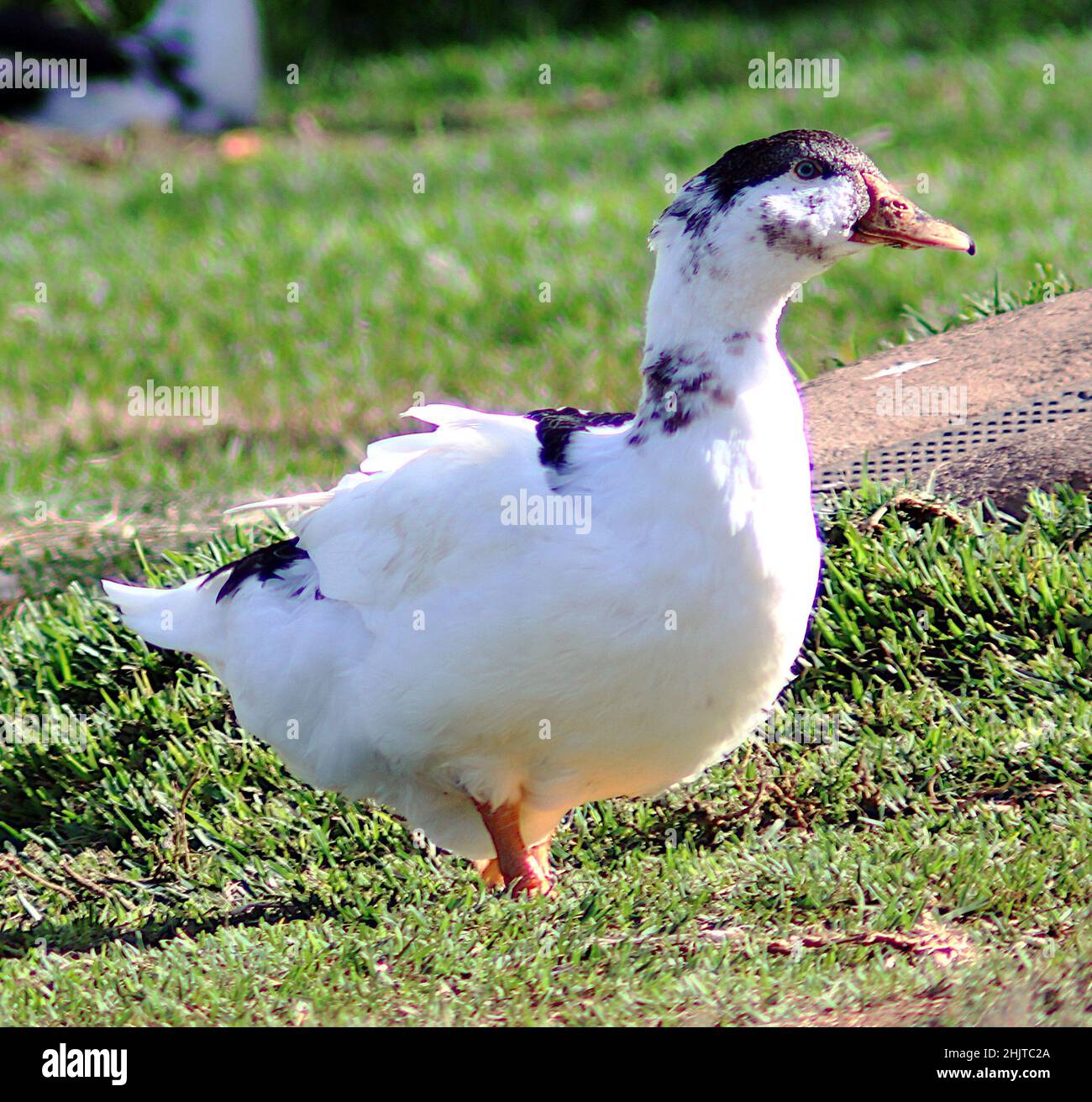 Pato hi-res stock photography and images - Alamy