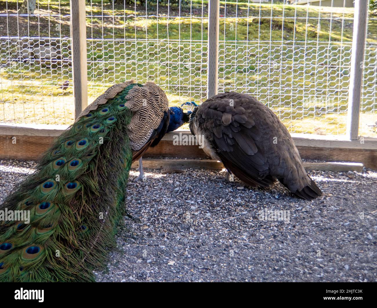 Male And Female Peacock
