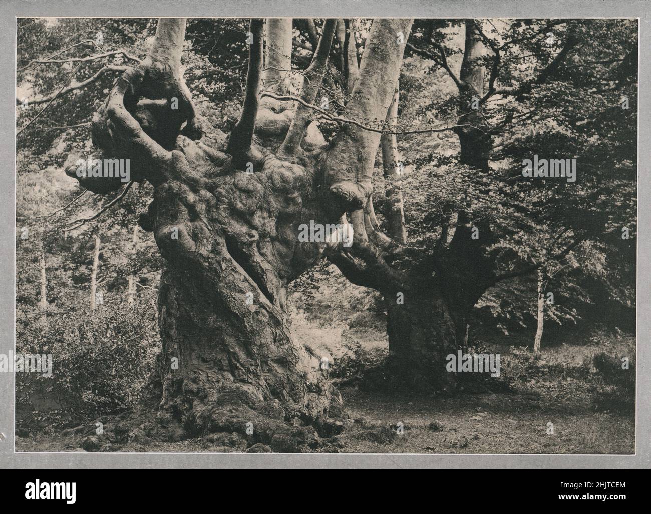 Burnham Beeches. Buckinghamshire (1913 Stock Photo - Alamy
