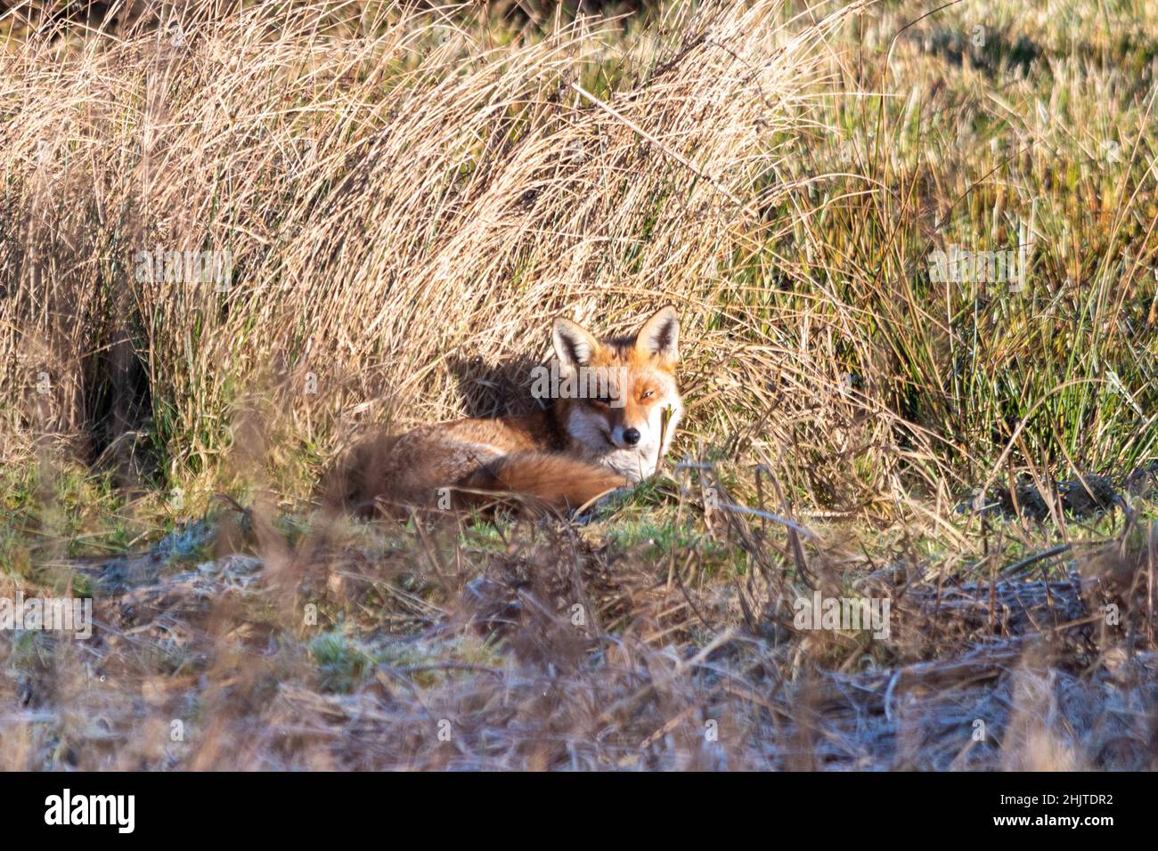 Fox lying down hi-res stock photography and images - Alamy