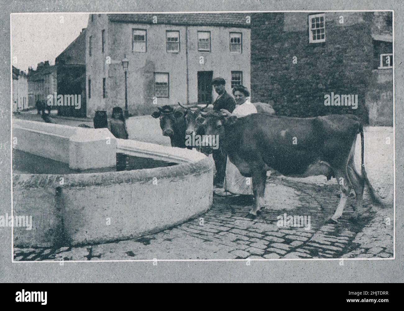 Alderney Cows, St. Anne. The Channel Islands (1913 Stock Photo - Alamy
