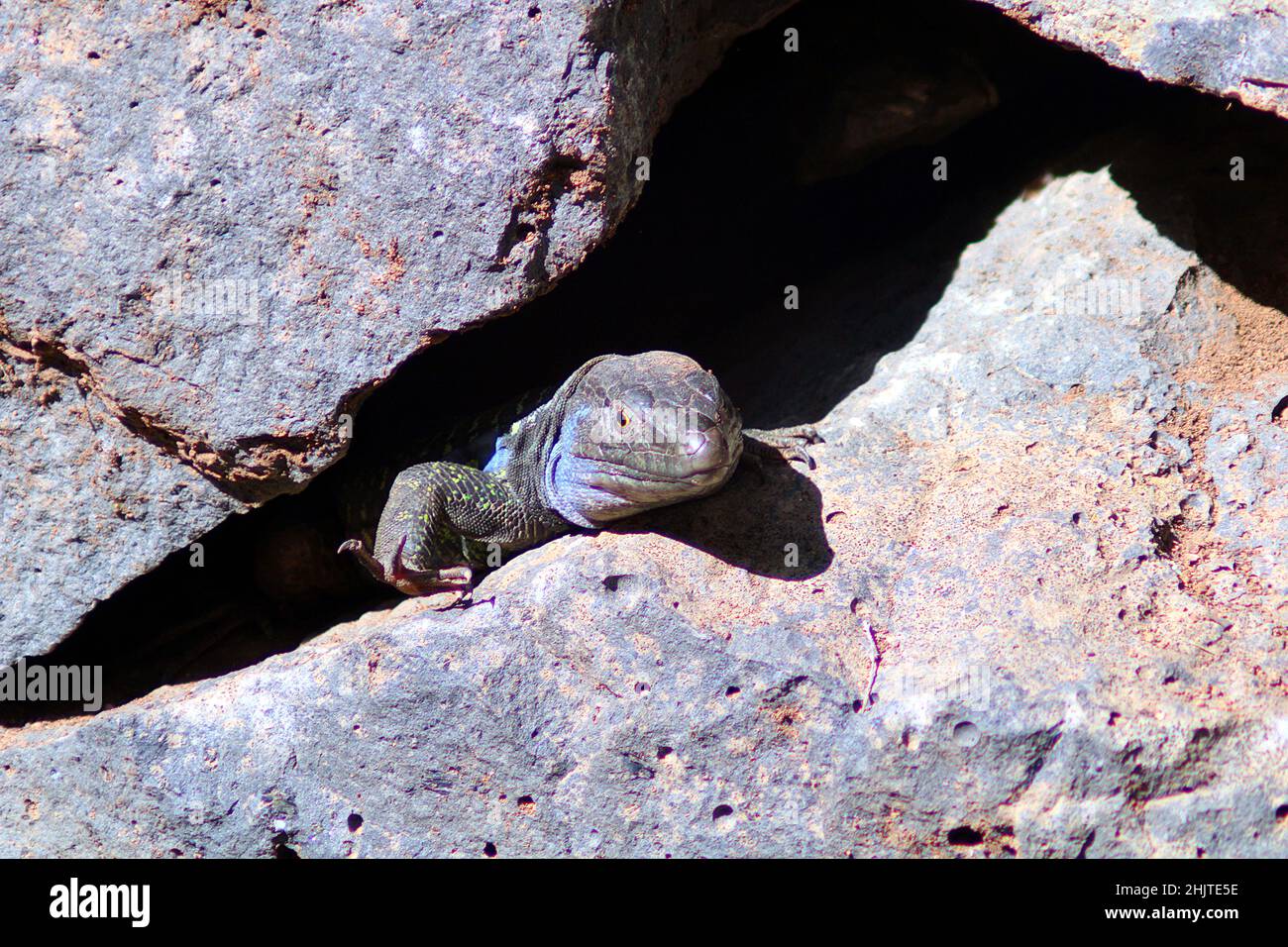 Fauna de tenerife hi-res stock photography and images - Alamy