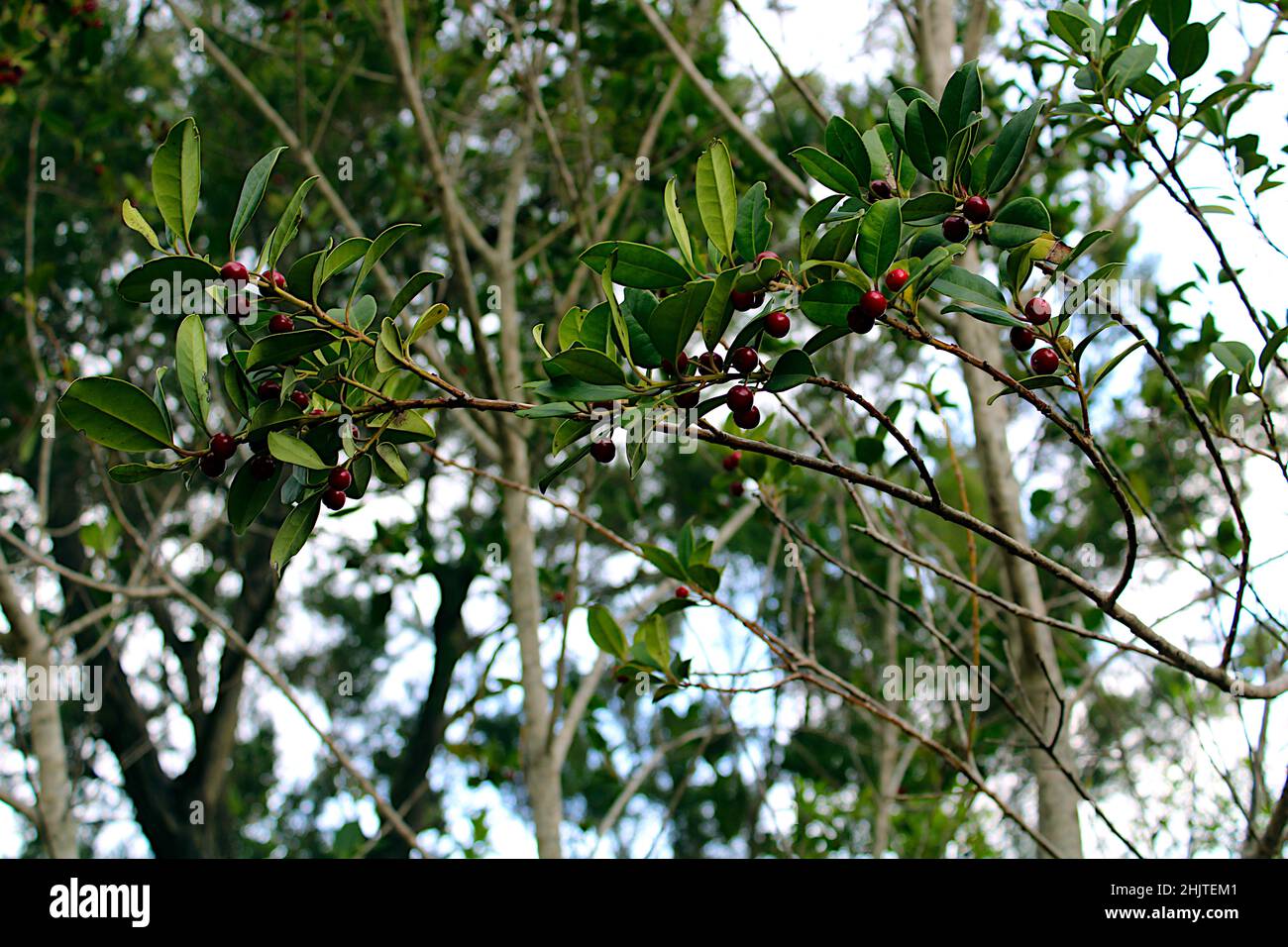 árbol de laurel hi-res stock photography and images - Alamy