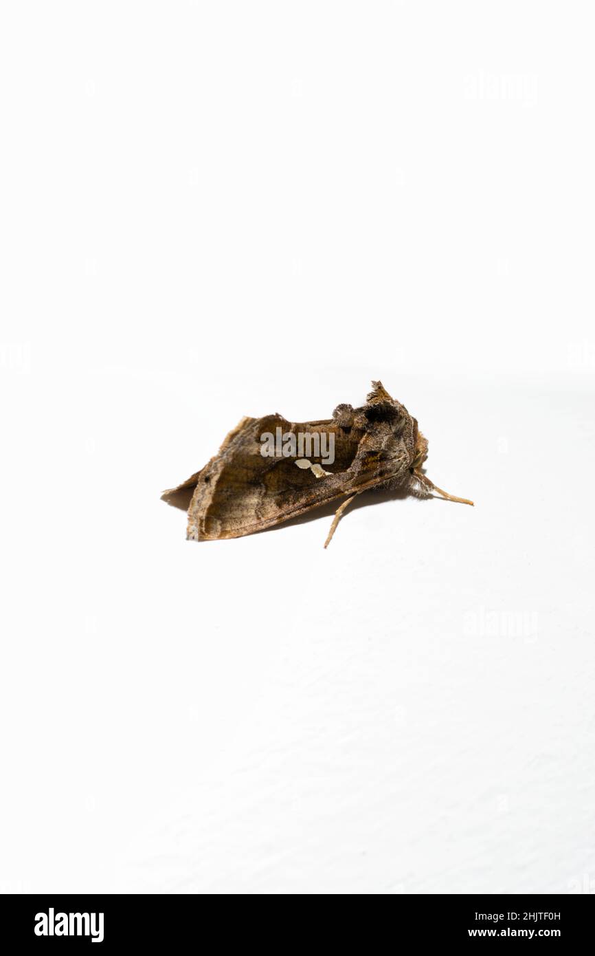 A tomato looper or golden twin-spot moth (Chrysodeixis chalcites) is a ...
