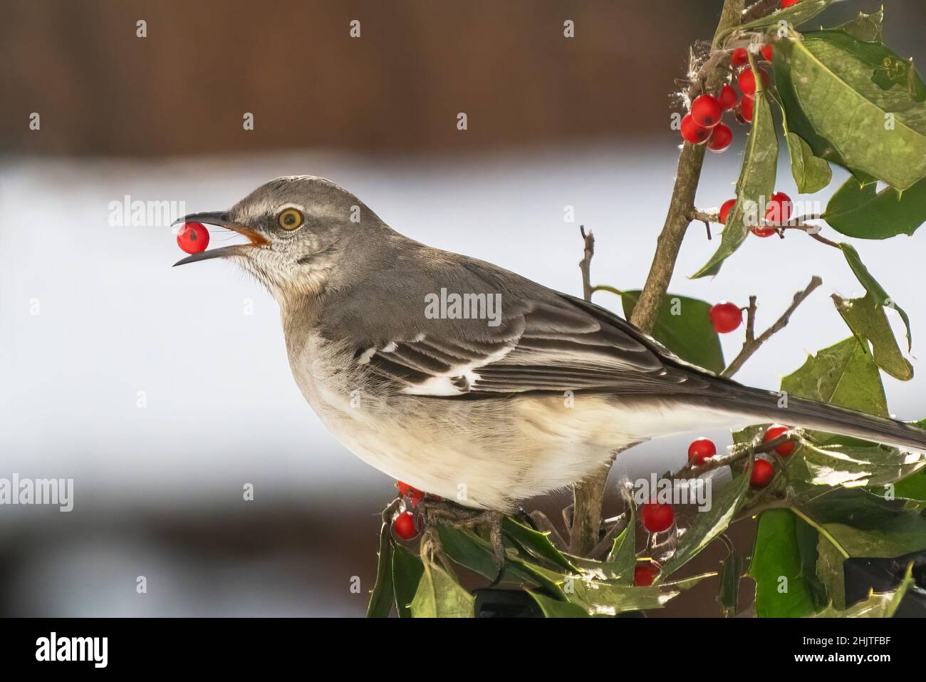 Northern mockingbird with Holly tree berry Stock Photo - Alamy