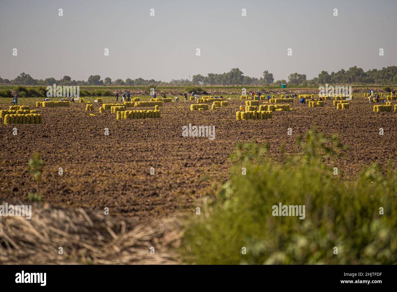 Harvest, sowing or cultivation of potatoes in an agricultural field in ...