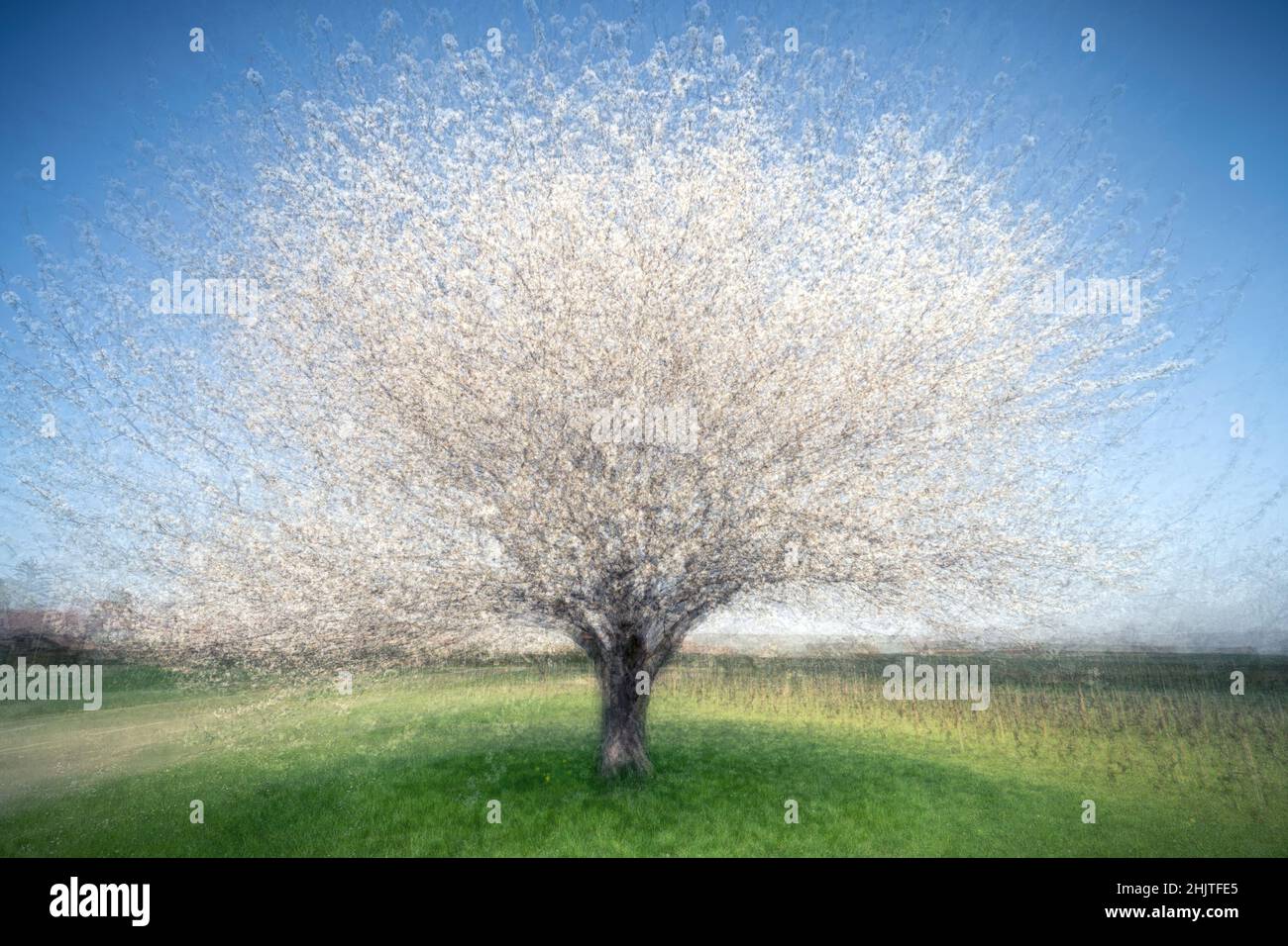 Fineart tree hi-res stock photography and images - Alamy