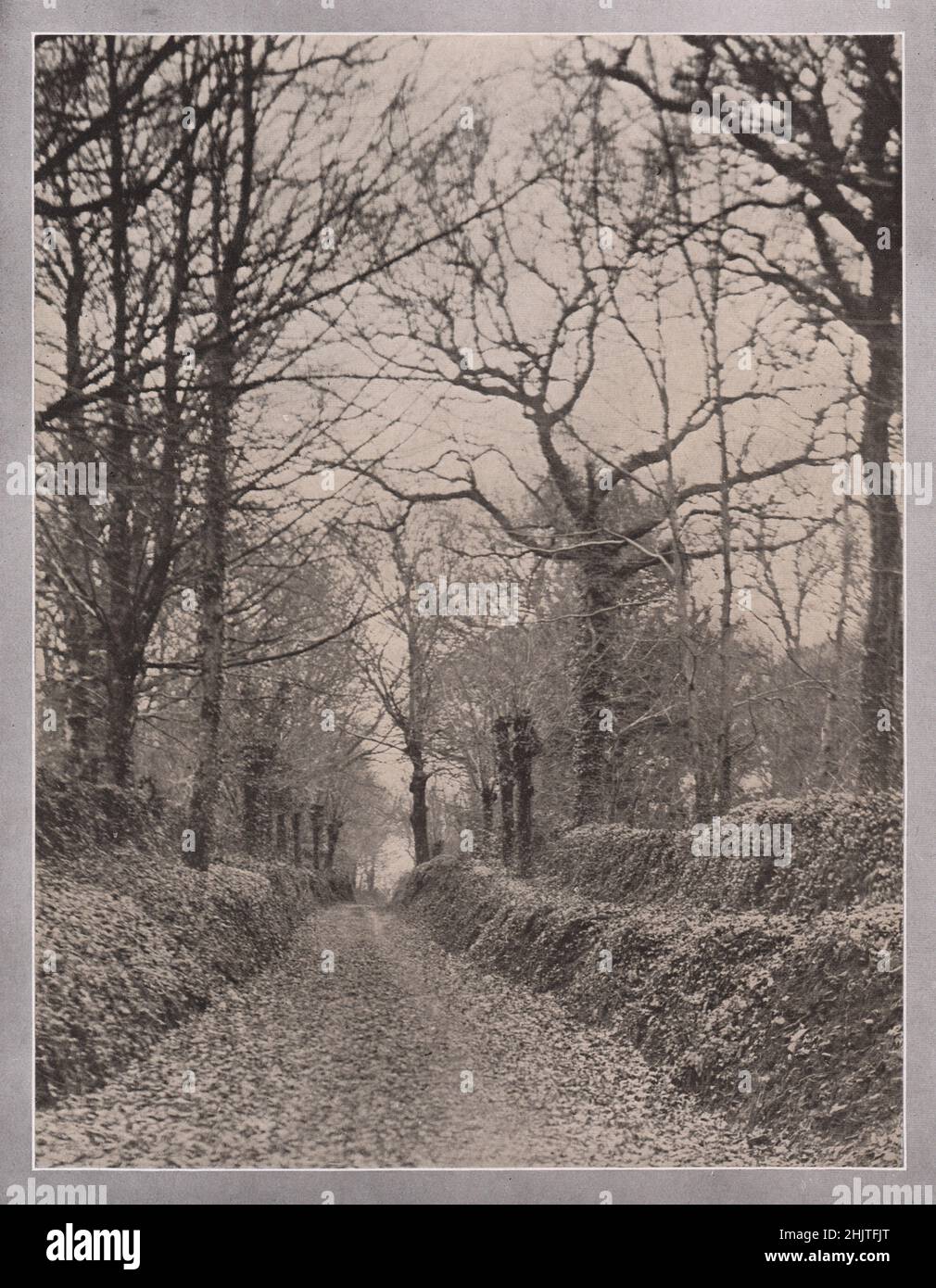 A Devonshire Lane (1913 Stock Photo - Alamy