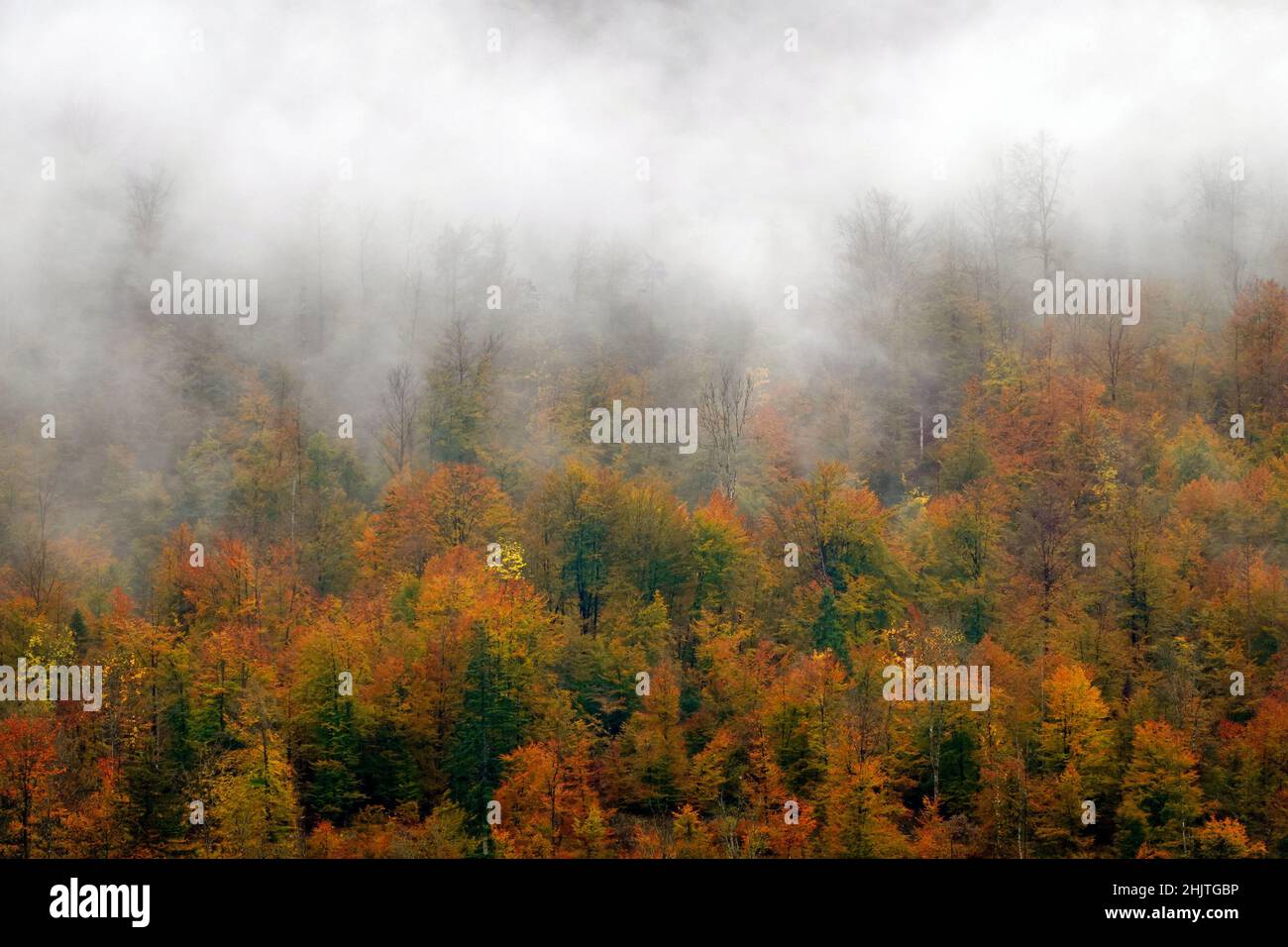 Dramatic scenic foggy pine forest. Amazing scenery with foggy dark mountain forest pine trees ...