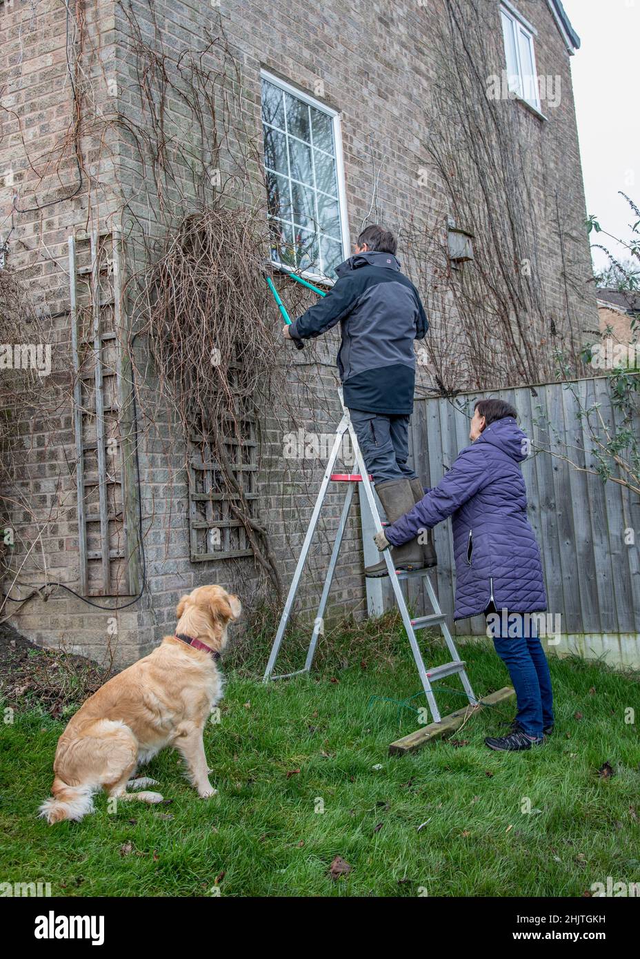 Man up a ladder cutting back a Clematis with a pair of Loppers Stock ...