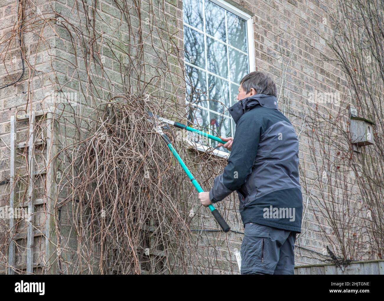 Man up a ladder cutting back a Clematis with a pair of Loppers Stock ...