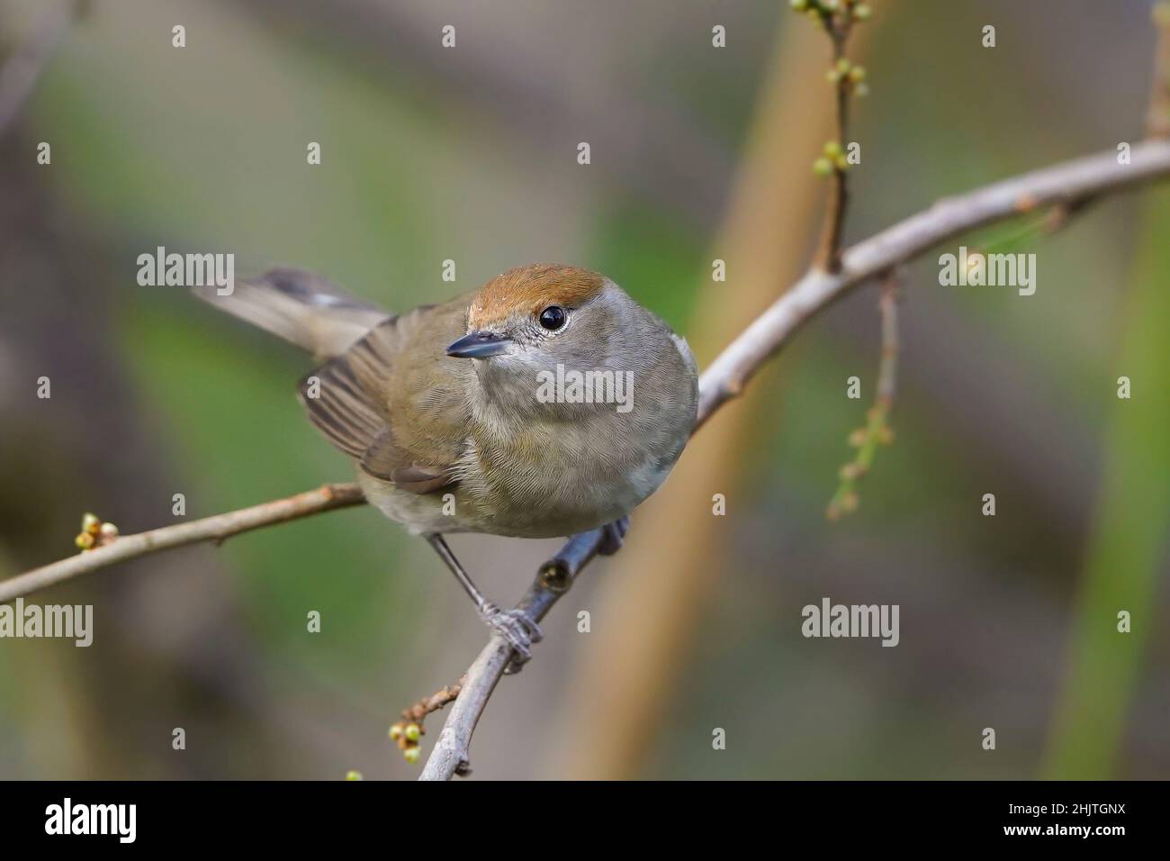 Black cap bird uk hi-res stock photography and images - Alamy
