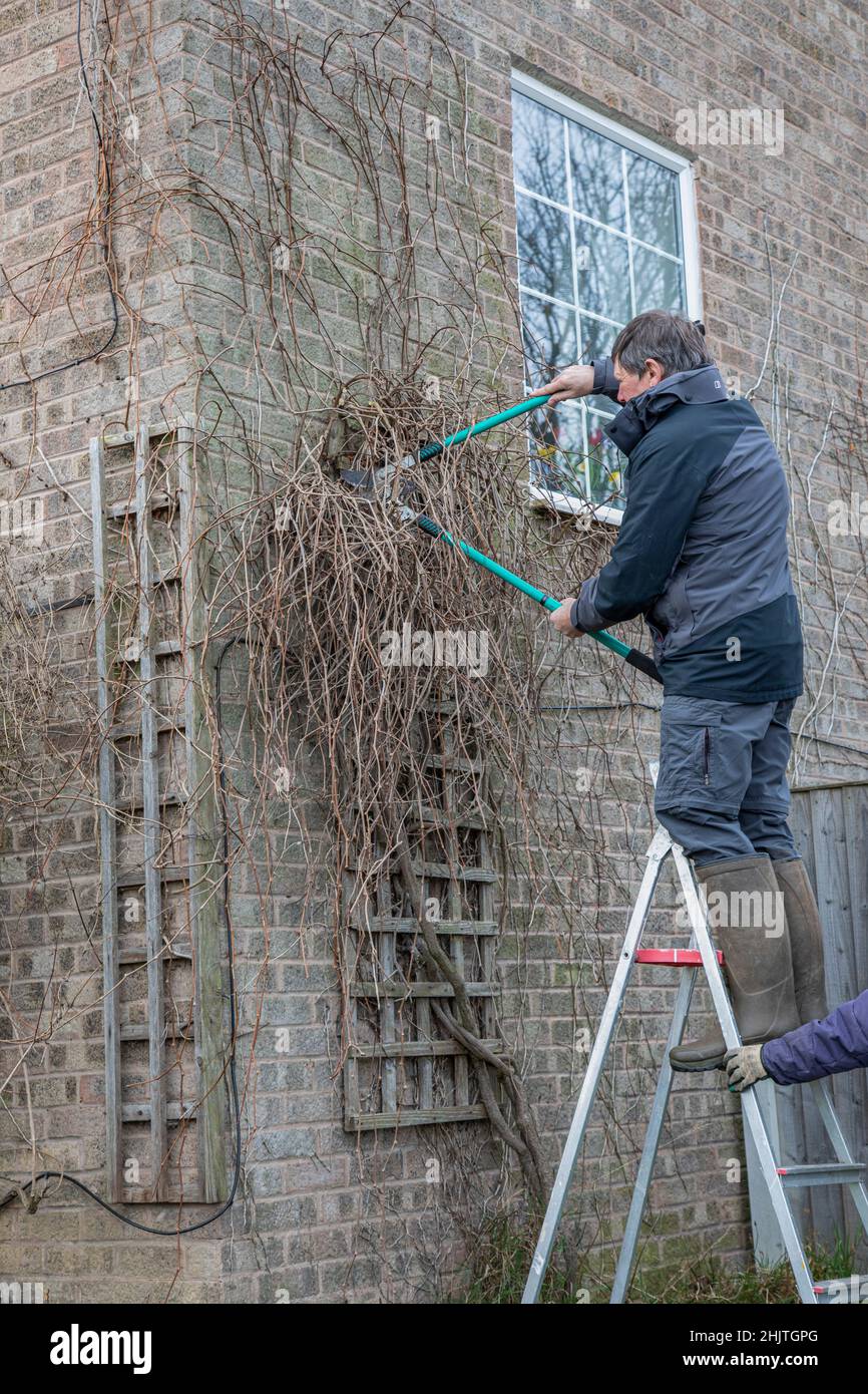 Man up a ladder cutting back a Clematis with a pair of Loppers Stock ...