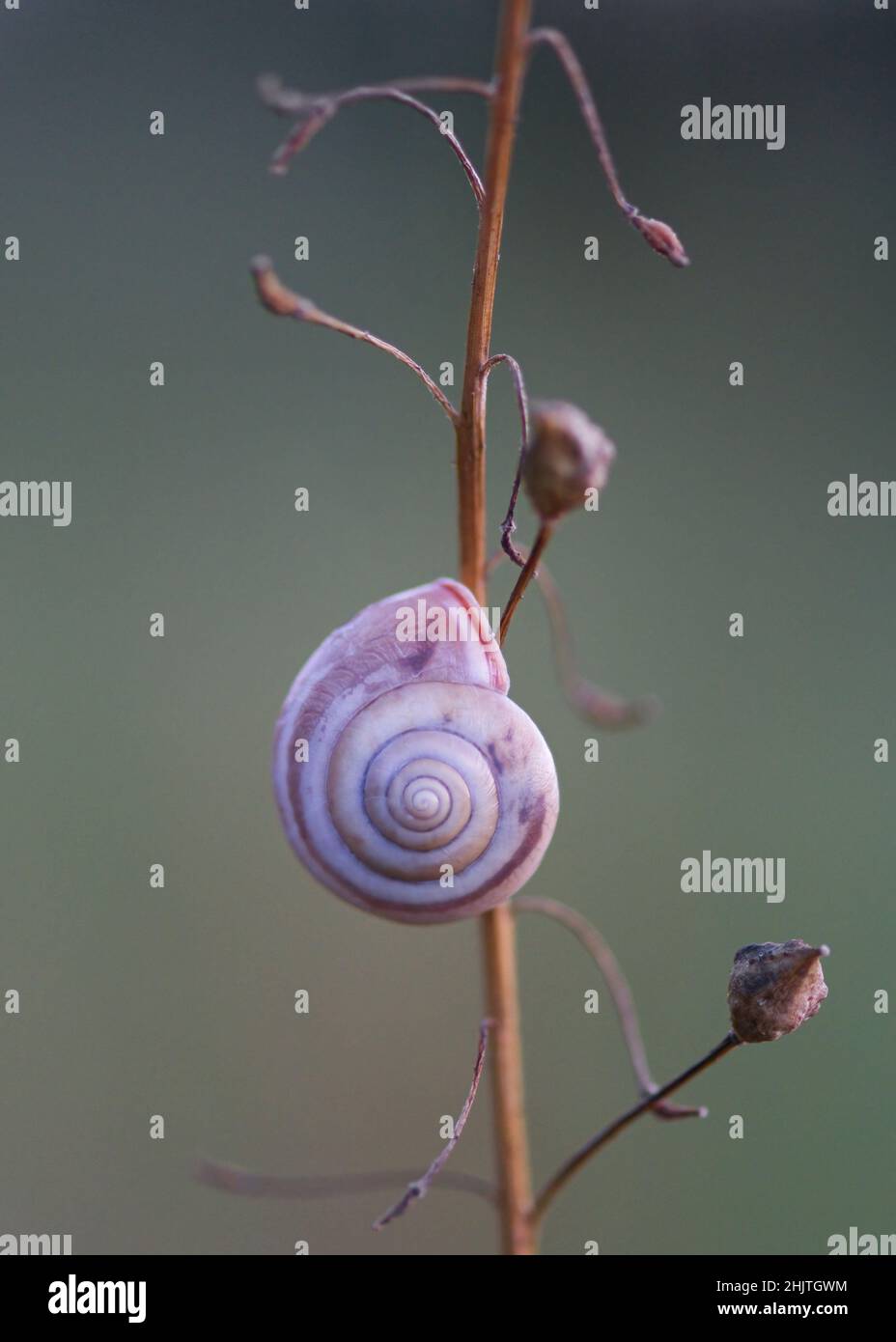 Garden snail inside shell hi-res stock photography and images - Alamy