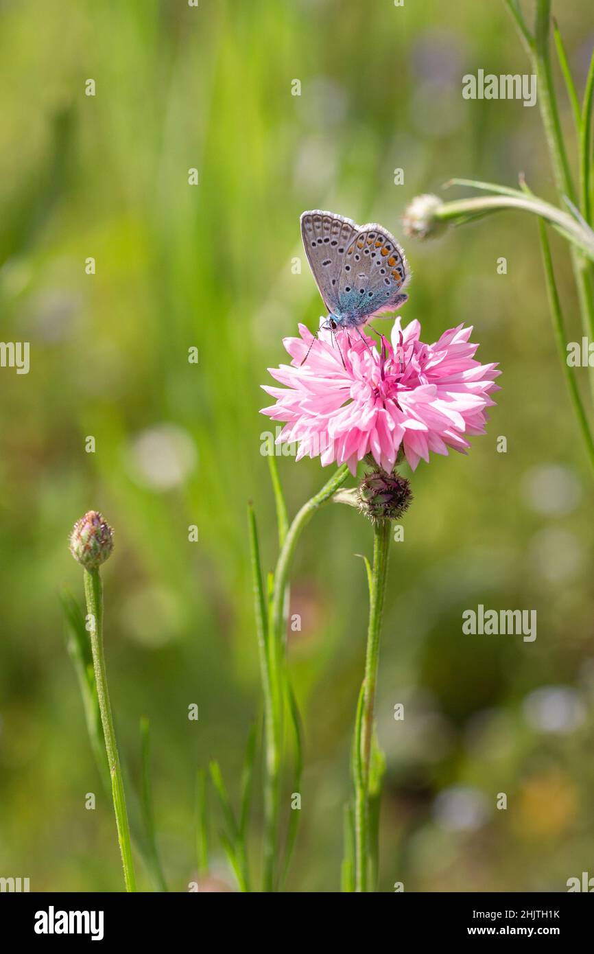 common blue butterfly (polyommatus icarus) on cornflower (centaurea ...