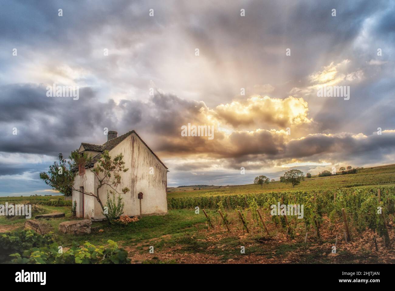 Burgundy vineyard hi-res stock photography and images - Alamy
