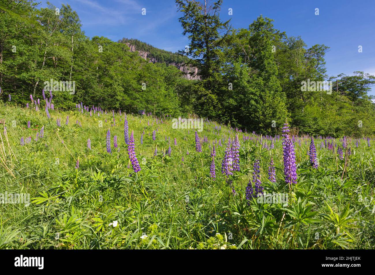 Crawford Notch State Park - Frankenstein Cliff from a scenic view point ...