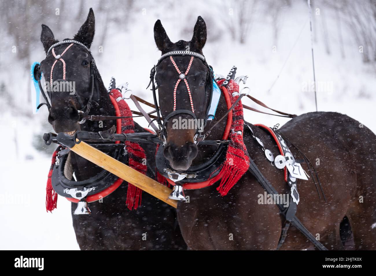 Two horses seen in traditional highlander's harnesses.Every year ...