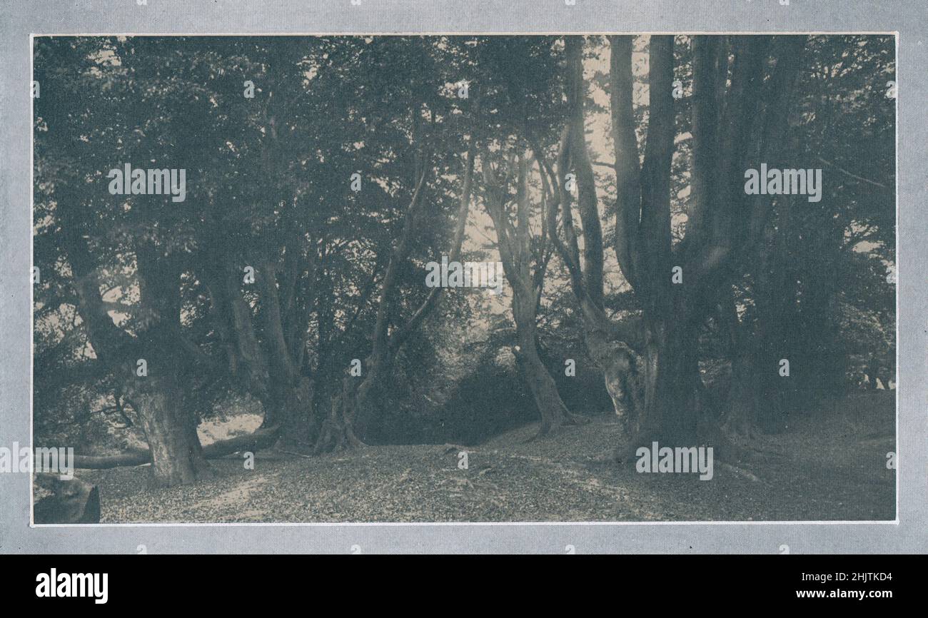 High beech hi-res stock photography and images - Alamy