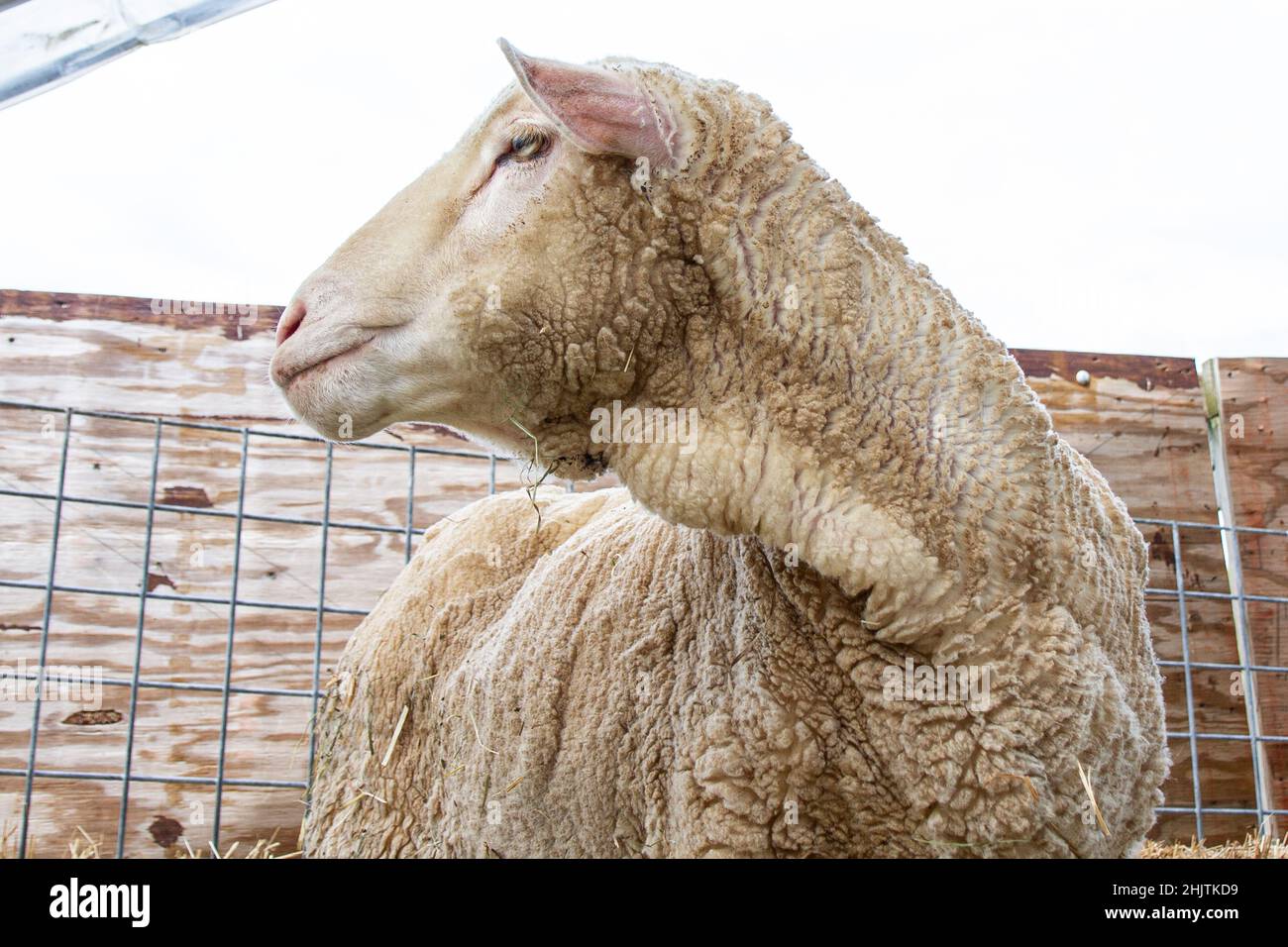 Merino ewe hi-res stock photography and images - Alamy