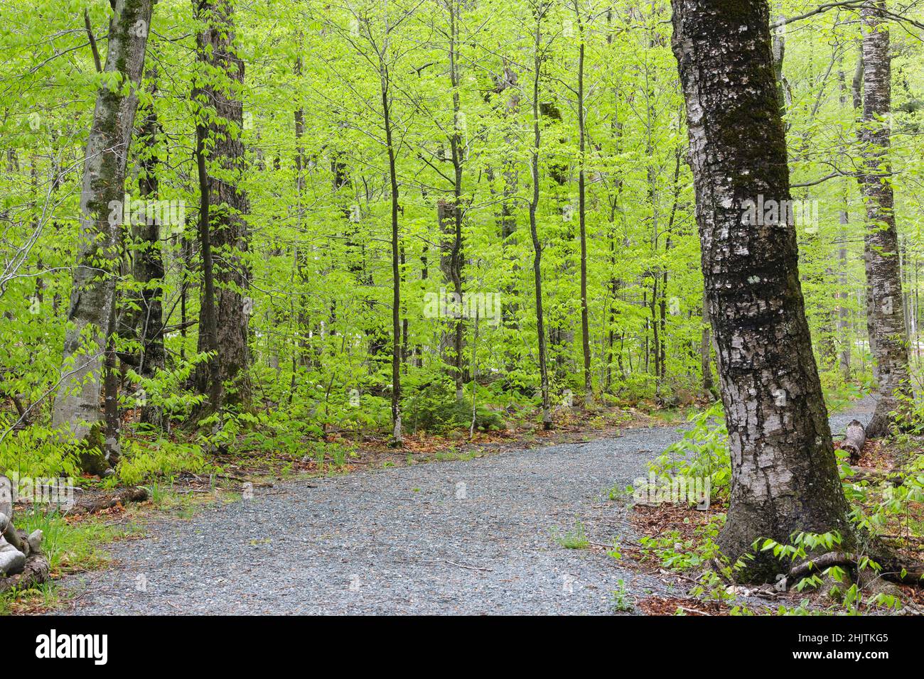 The Webster Cliff Trail (Appalachian Trail), near Robertson bridge, in ...