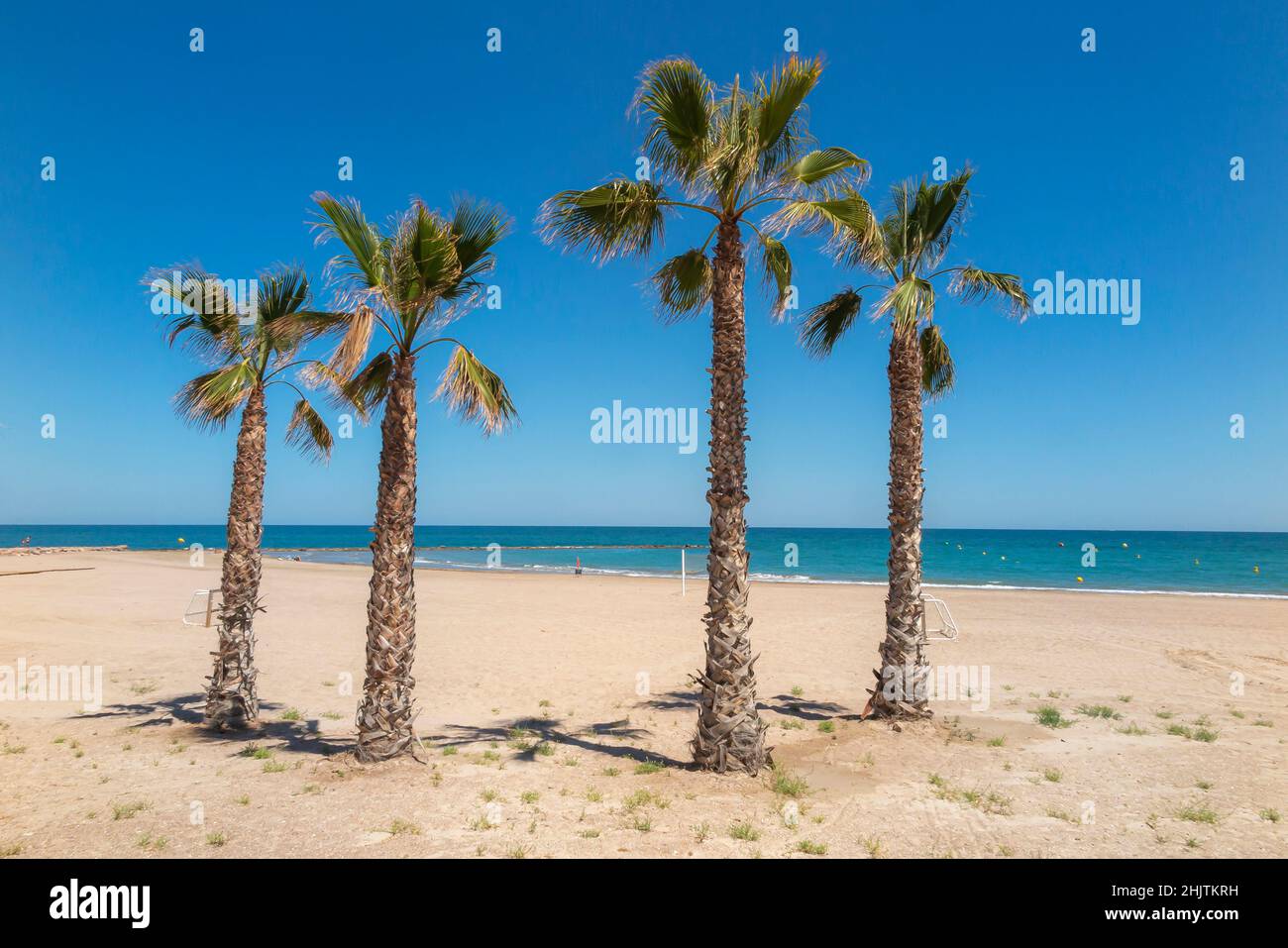 four palms in foreground on a empty beach due to high summer ...