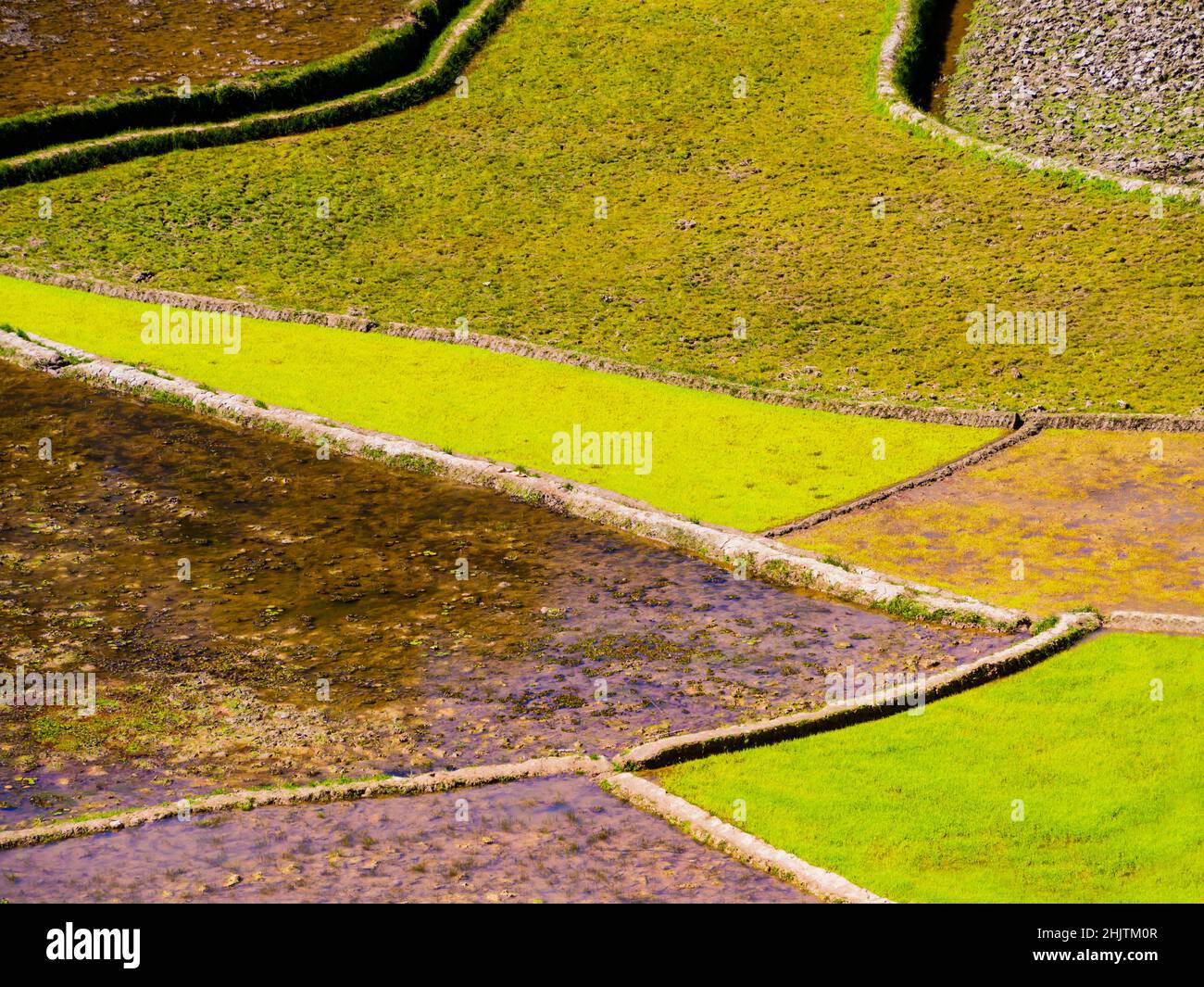 Madagascar rice terrace hi-res stock photography and images - Alamy