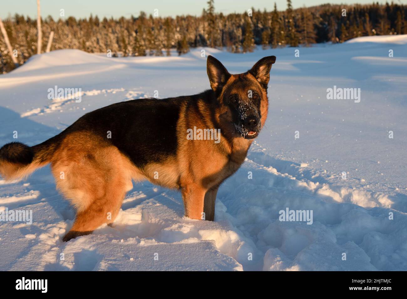 german shepherd in the snow in winter Stock Photo - Alamy