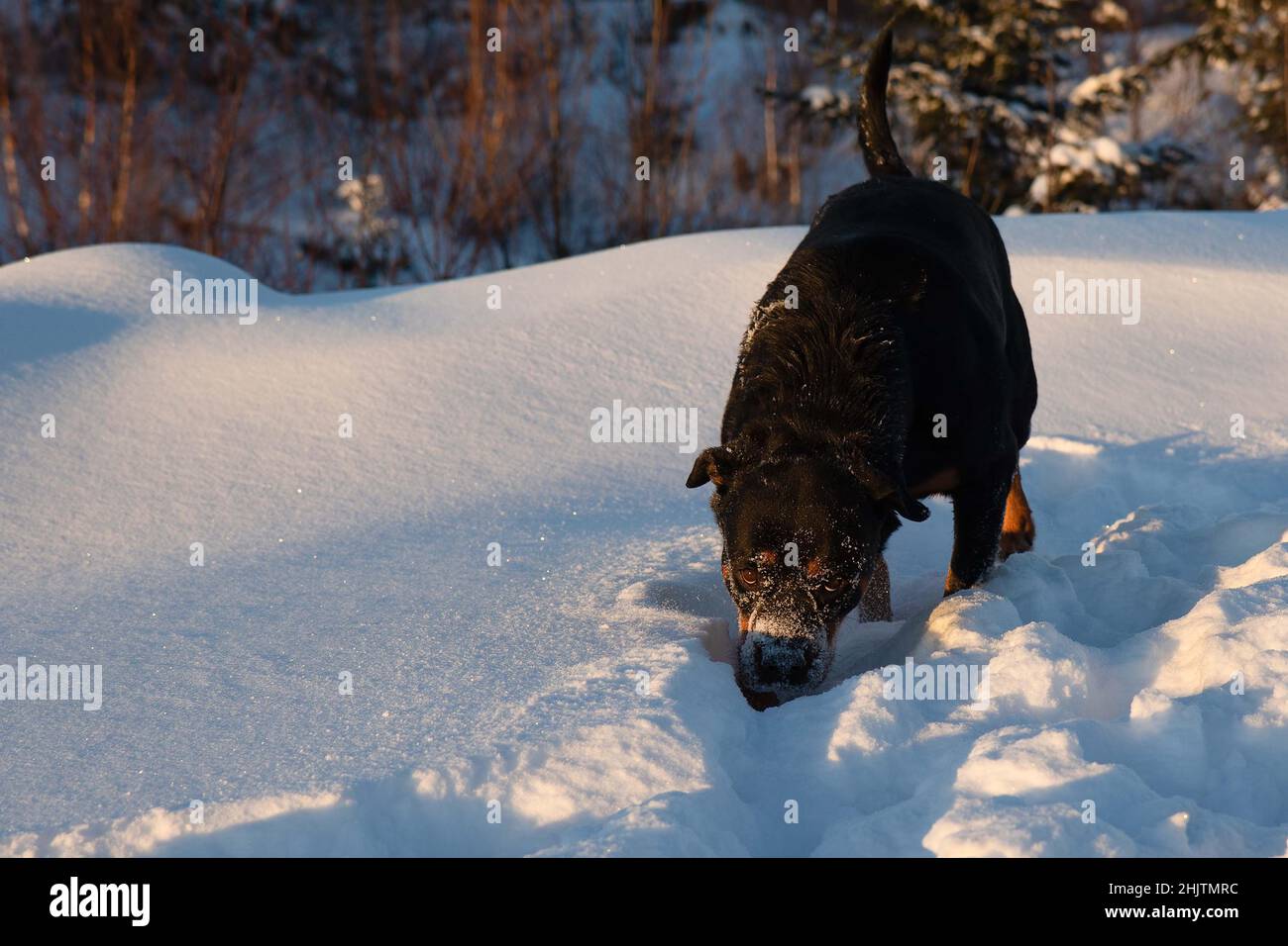 Closeup shot happy rottweiler hi-res stock photography and images - Alamy