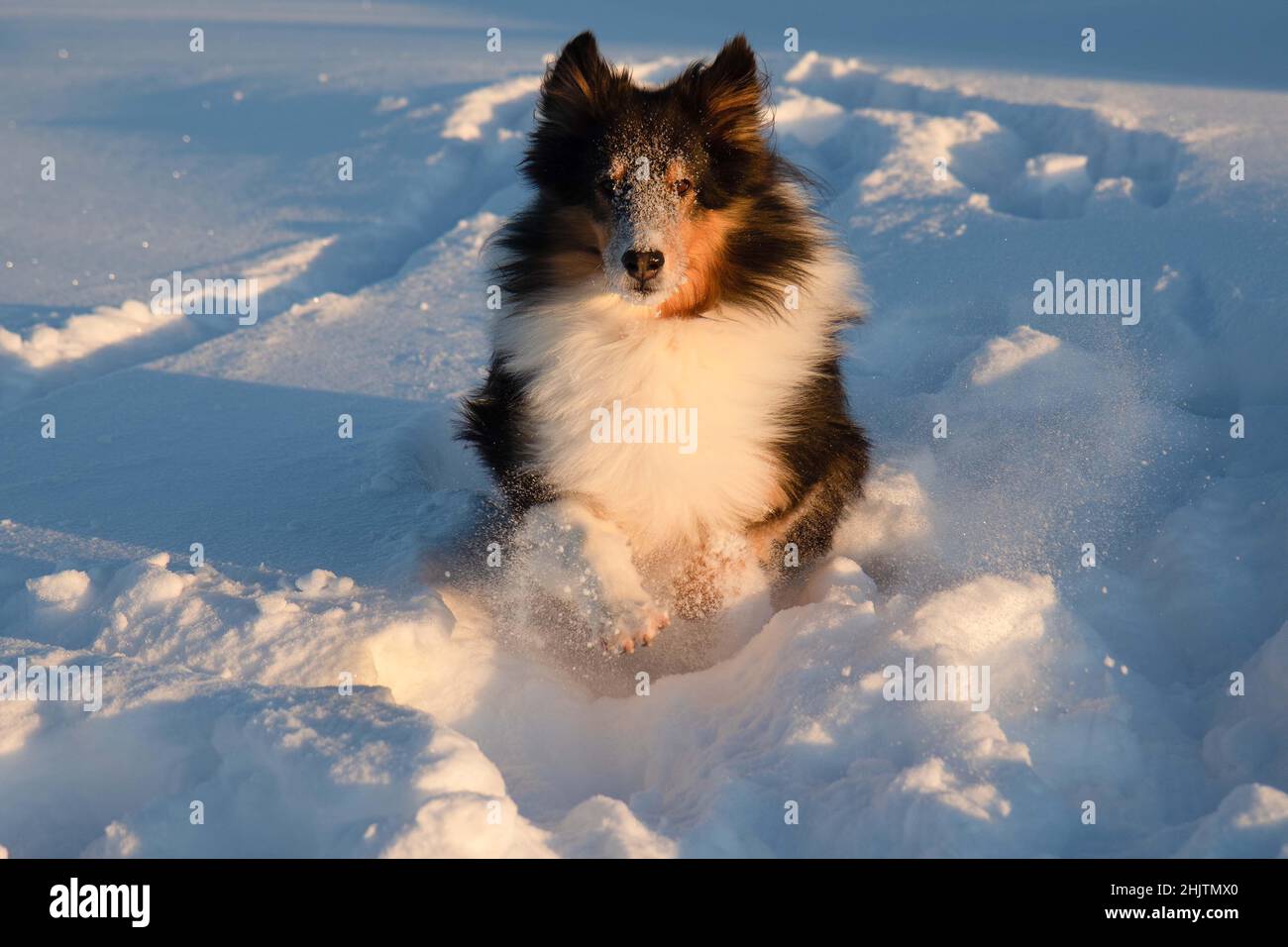 Shetland sheepdog running in snow hi-res stock photography and images ...