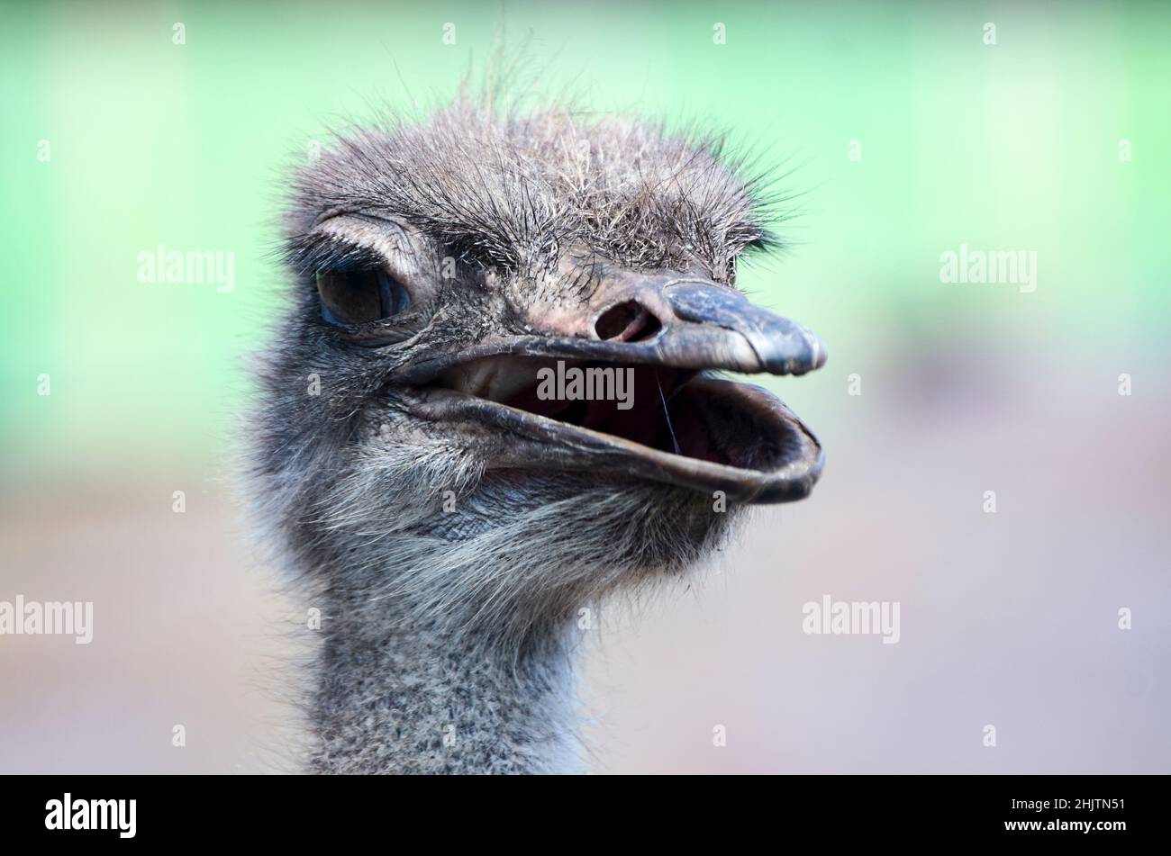 Ostrich head closeup. Portrait ostrich Stock Photo - Alamy