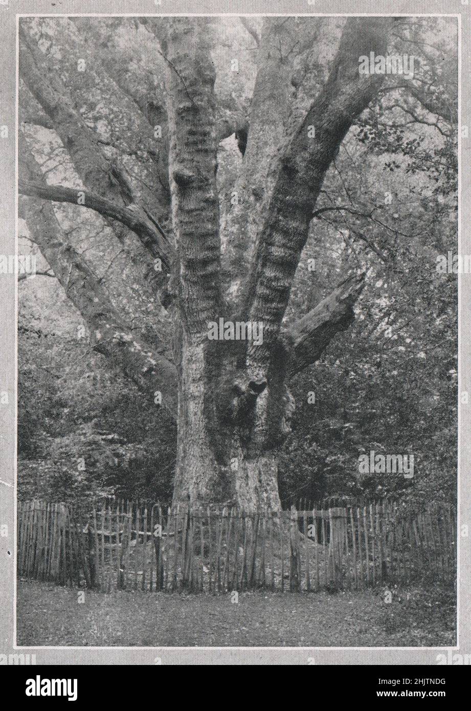 The Knightwood Oak, New Forest. Hampshire (1913 Stock Photo - Alamy