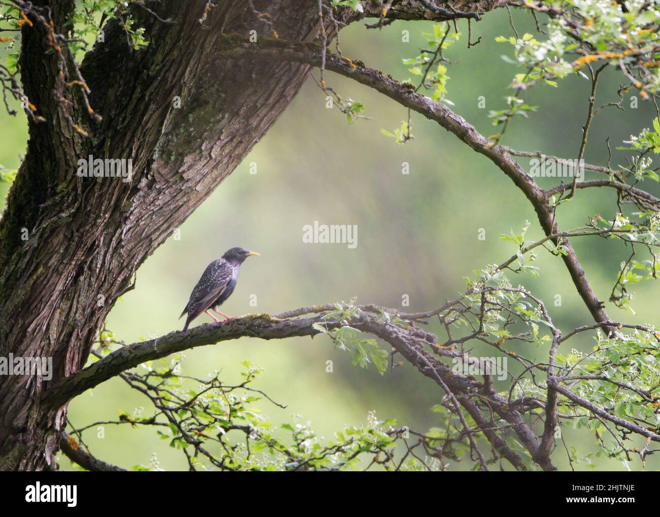 Common starling bird perched on a tree branch in the forest on a sunny ...
