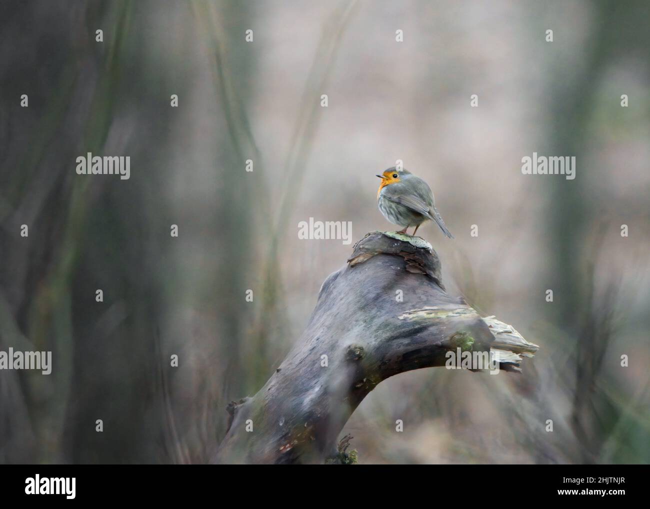 Cute Eurasian robin bird perched on a stump in nature during the ...