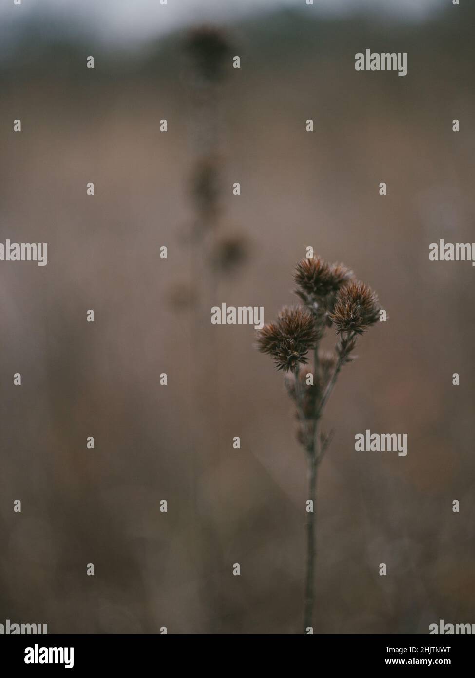 Still life with dried flowers hi-res stock photography and images - Alamy