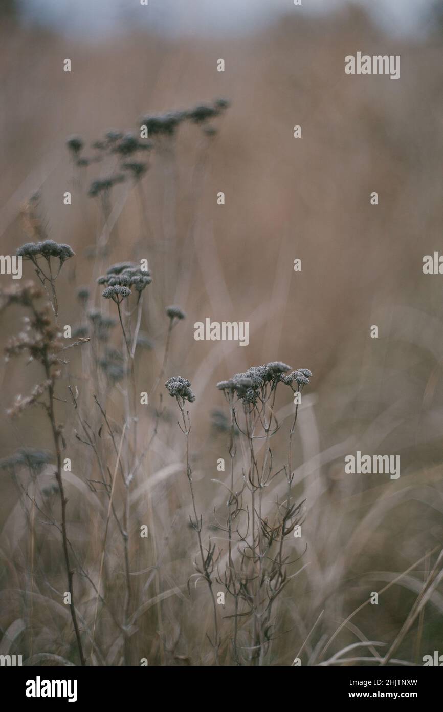 Dried flowers in nature hi-res stock photography and images - Alamy