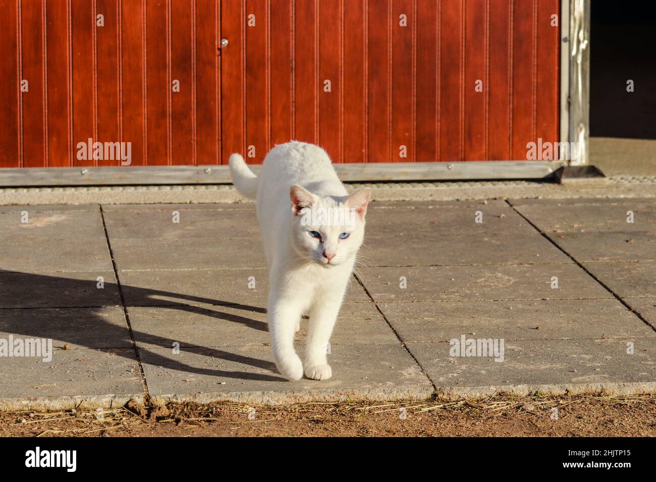 White cat taking sun in a street Stock Photo - Alamy