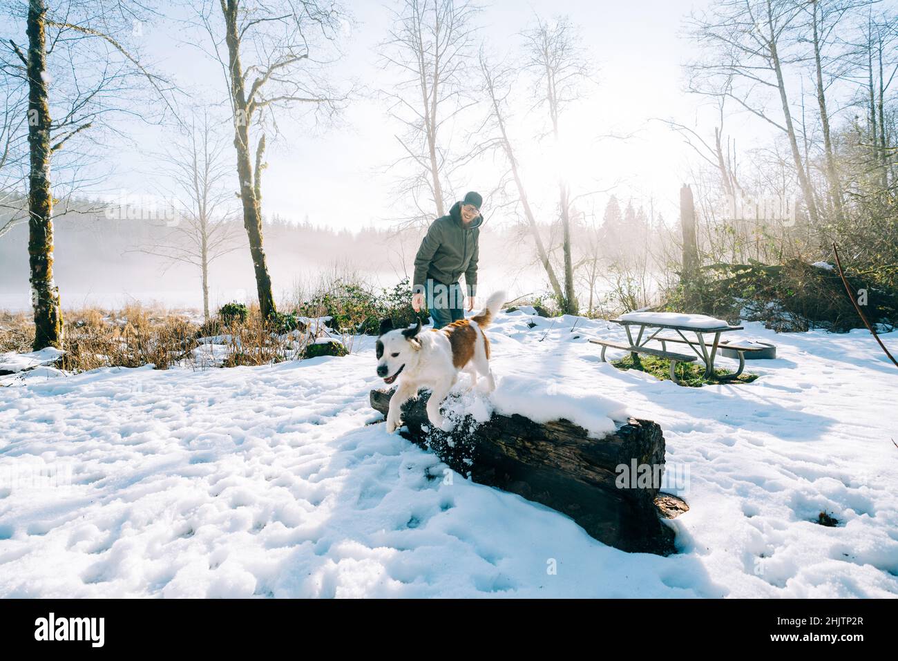 Full length view of a dog jumping over a log Stock Photo - Alamy