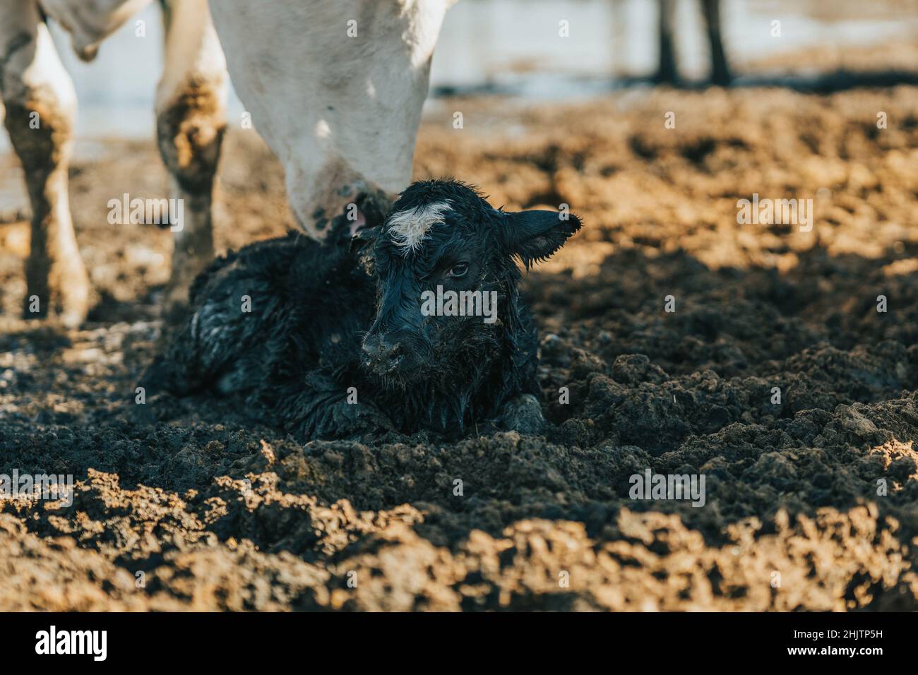 Calf shade hi-res stock photography and images - Alamy