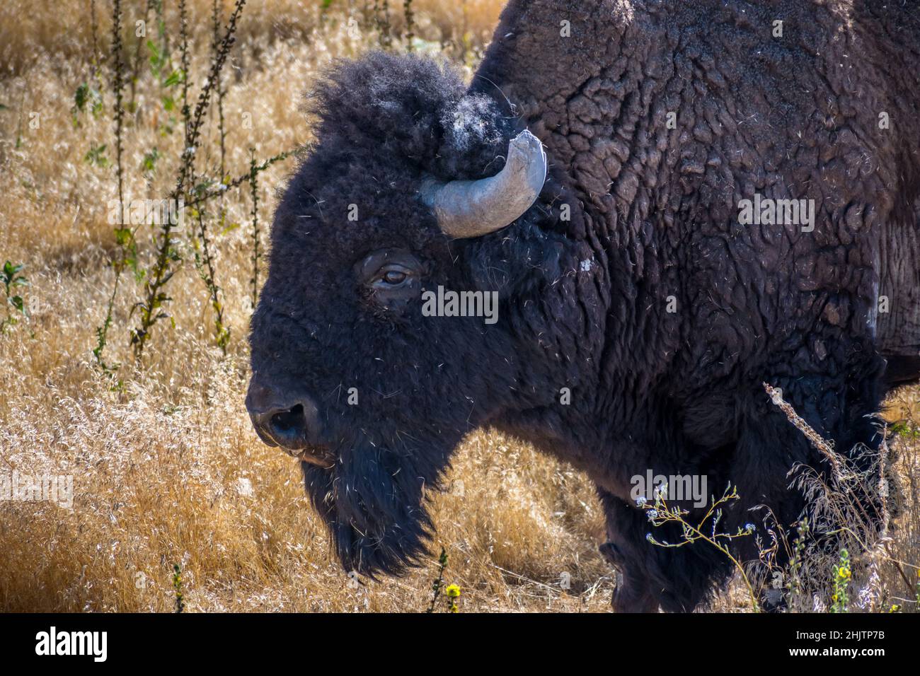 American Bison in the field of Antelope Island State Park, Utah Stock ...