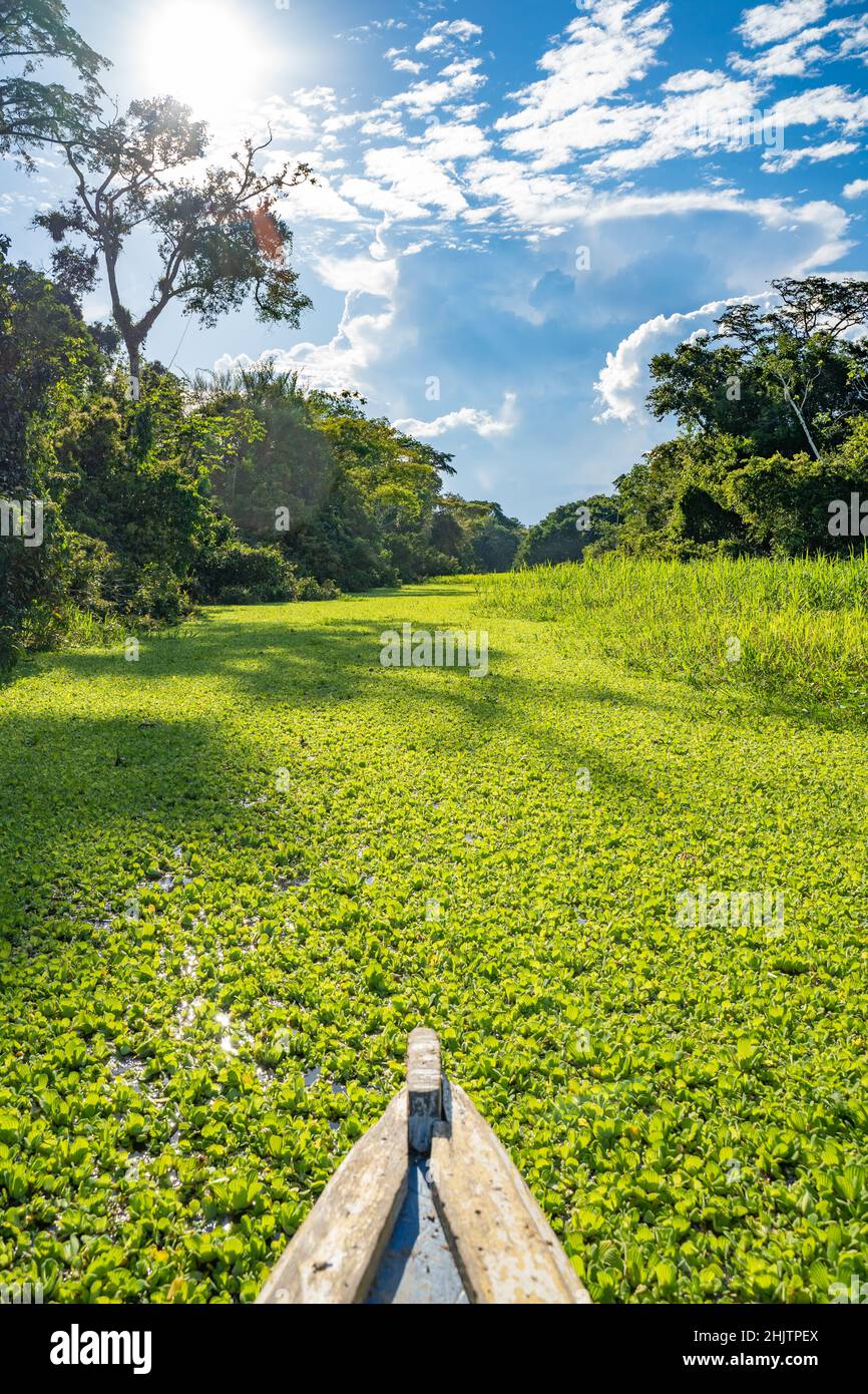 Canoe trip on the Gamboa river . At the community of Gamboa next to the ...