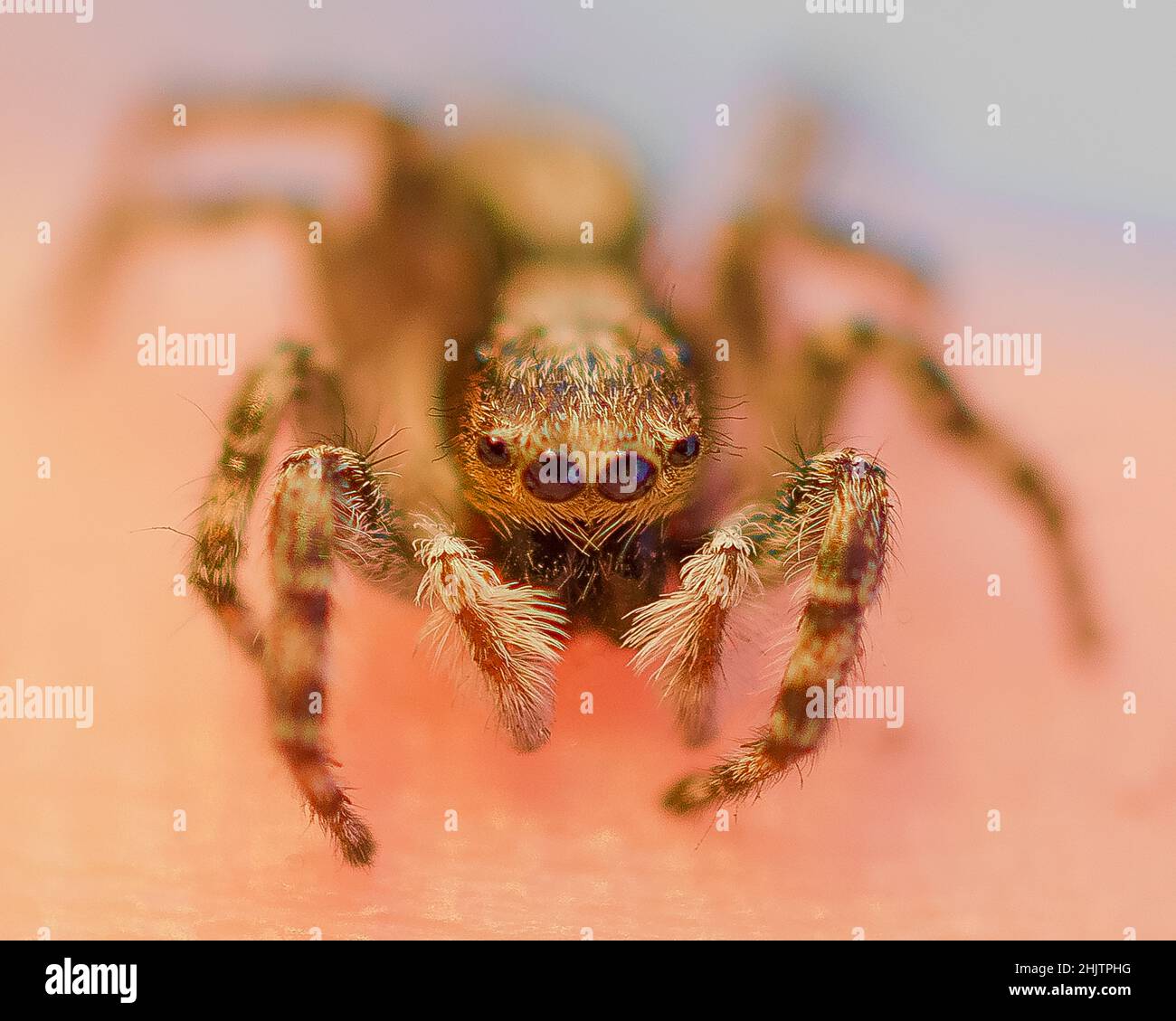 Spider legs hi-res stock photography and images - Alamy