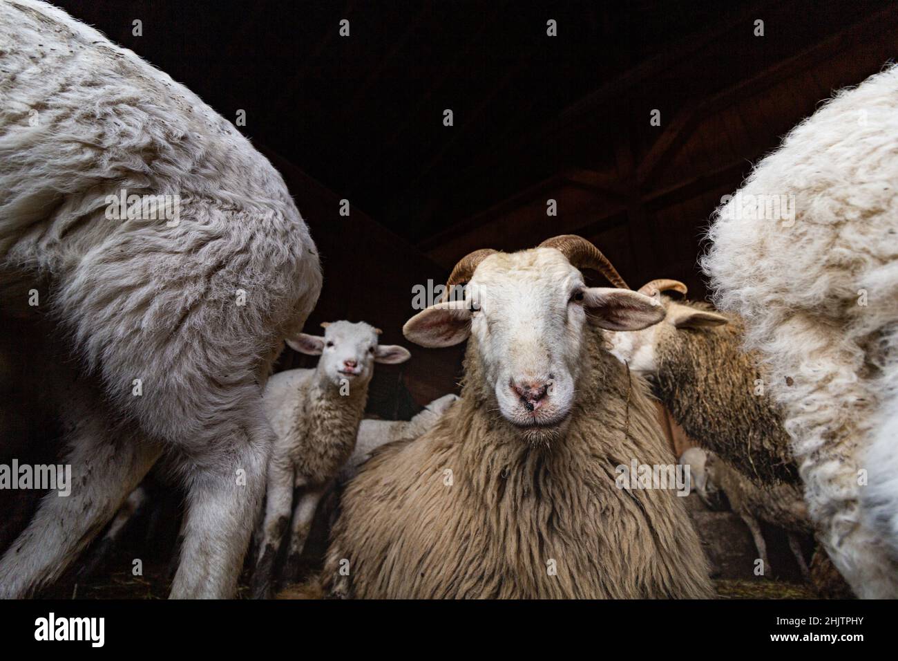 interested sheep looking out of the box Stock Photo - Alamy