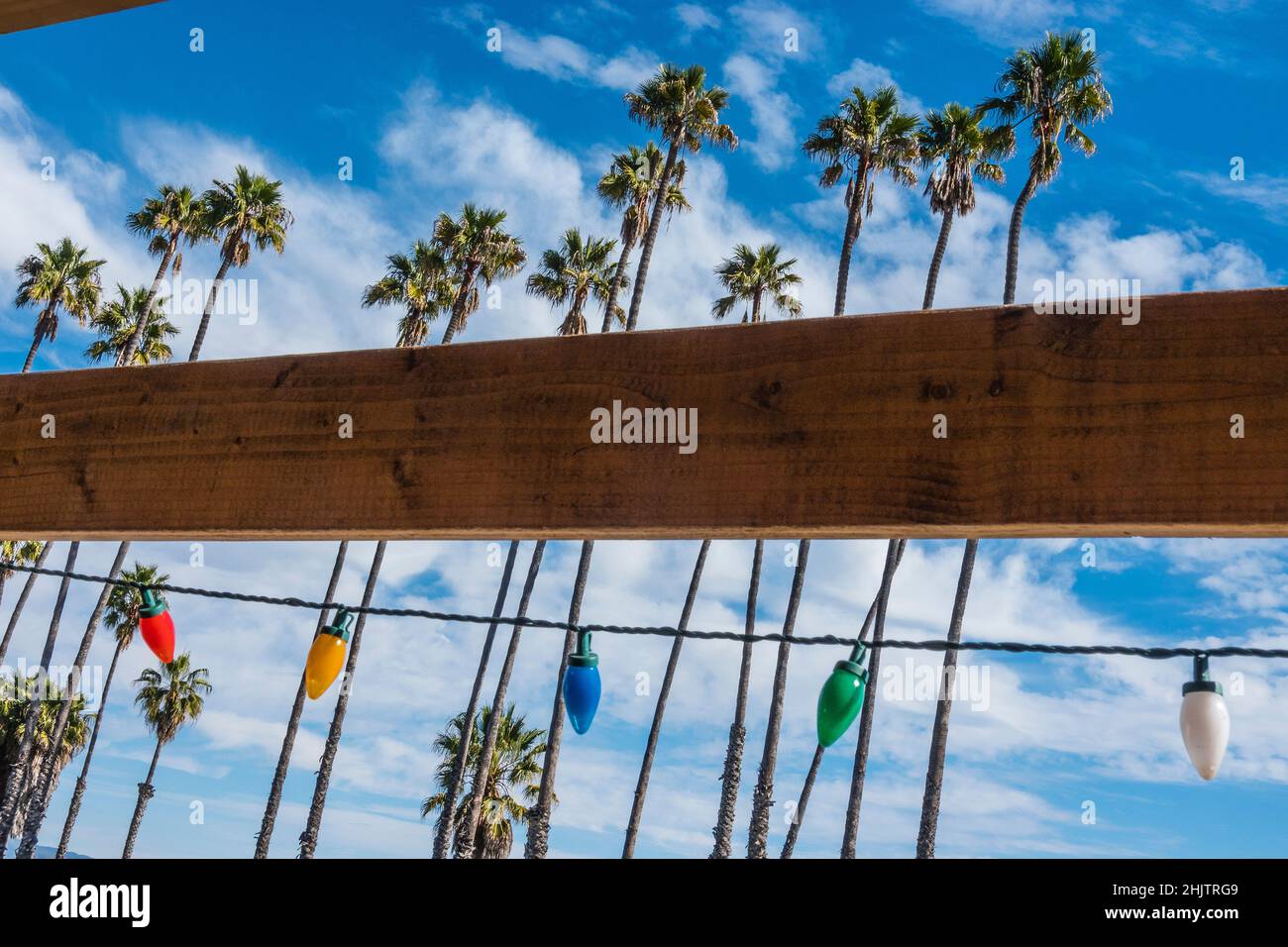 Palm trees and Christmas lights looking at the historic palm trees of ...