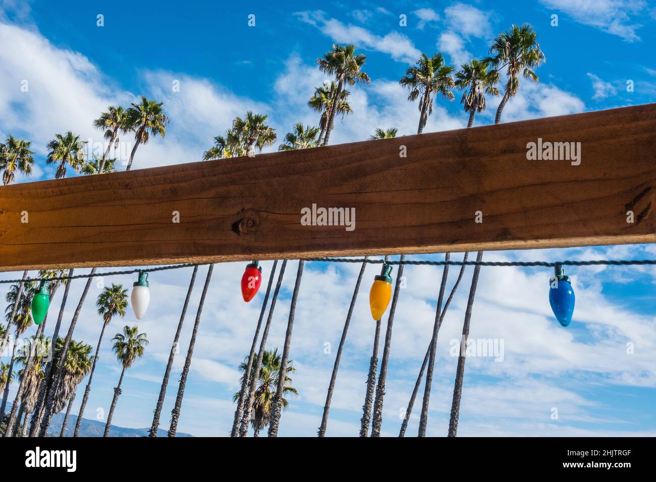 Palm trees and Christmas lights looking at the historic palm trees of ...