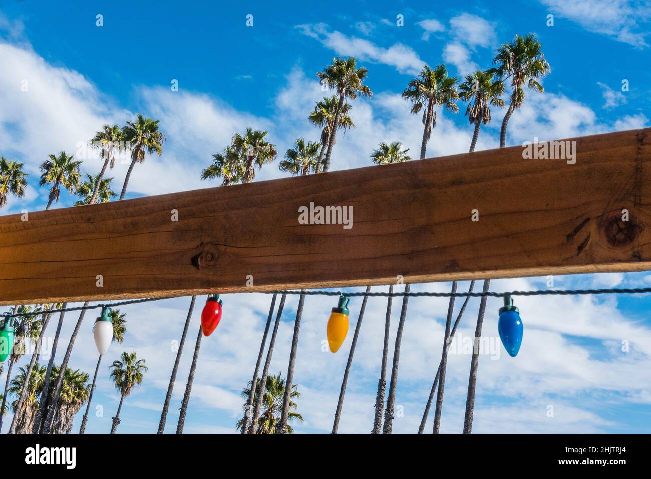 Palm trees and Christmas lights looking at the historic palm trees of ...