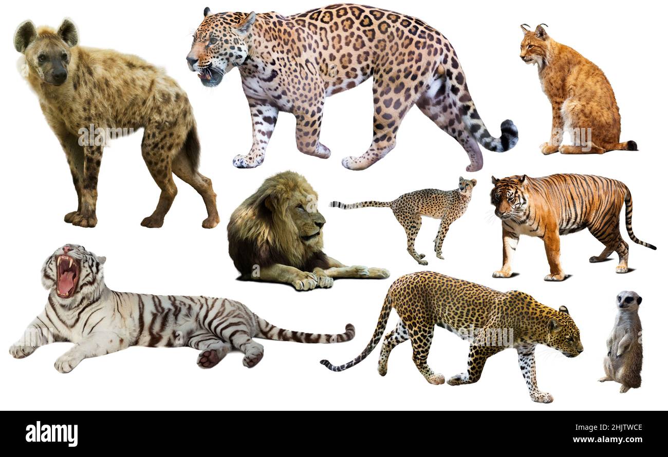 Set of wild mammals isolated over white Stock Photo - Alamy